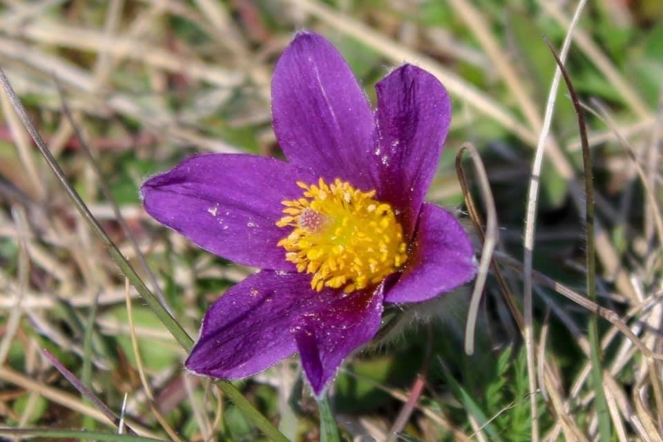 Pasque Flower Walk — The Listing Magazine