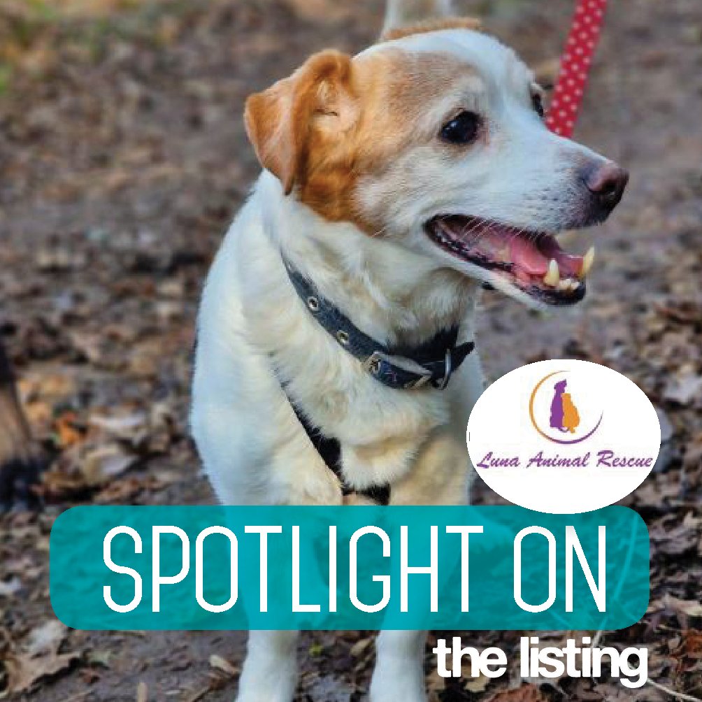 Spotlight On… Luna Animal Rescue — The Listing Magazine