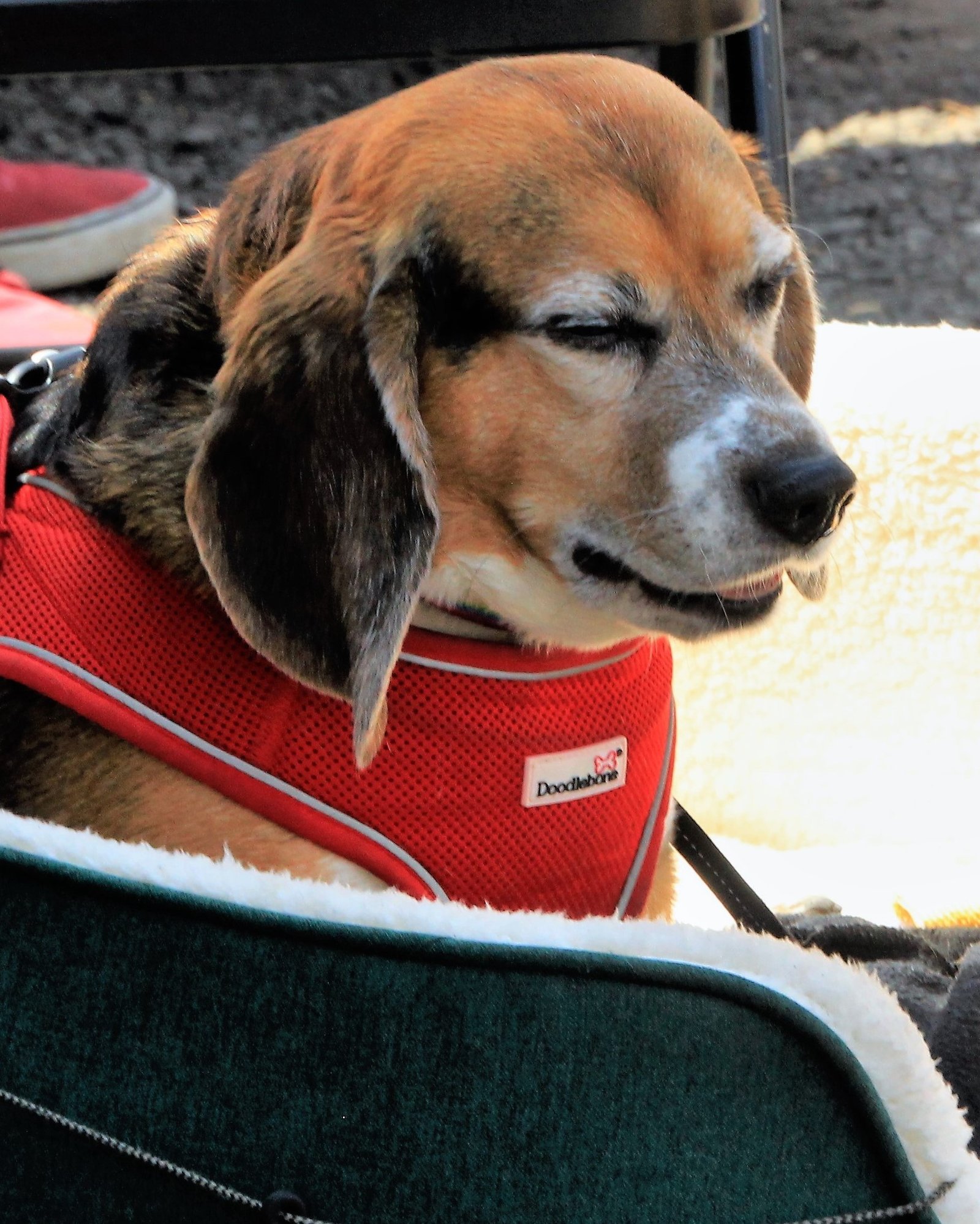 Steam at the Hoops 2023 It’s a Dog’s Life – The Listing Magazine