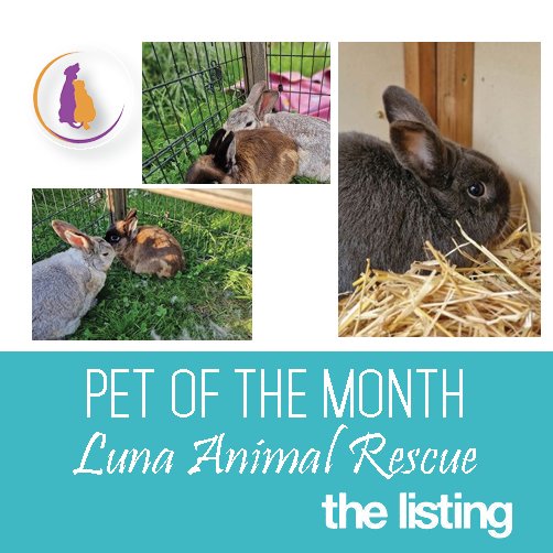 Pet of The Month – Luna Animal Rescue — The Listing Magazine
